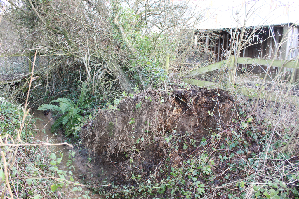 Celebrity trees of the New Forest | New Forest Commoner