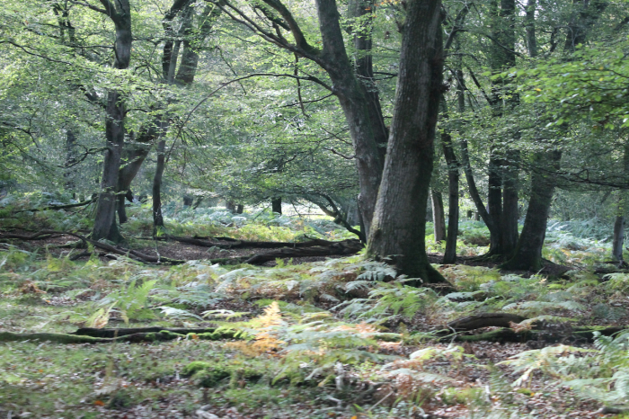 New Forest Commoner