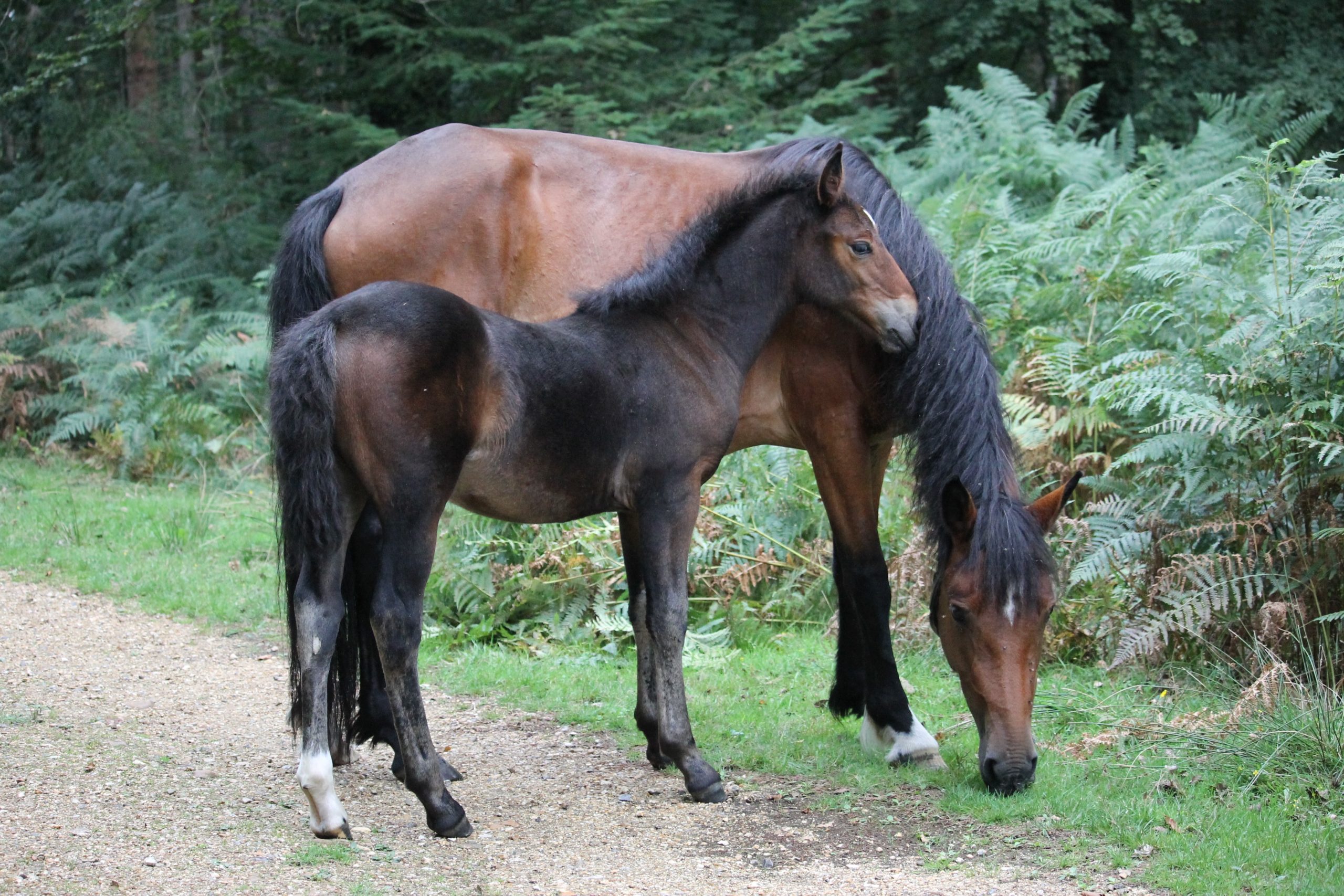 New Forest Commoner