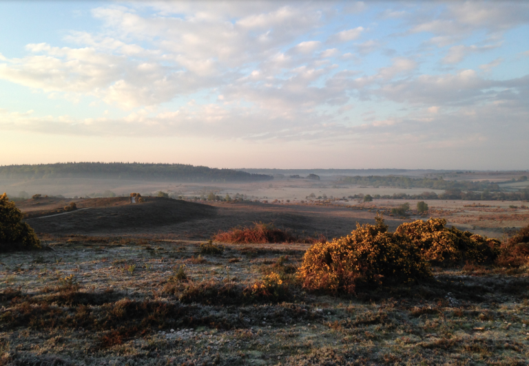 New Forest Commoner